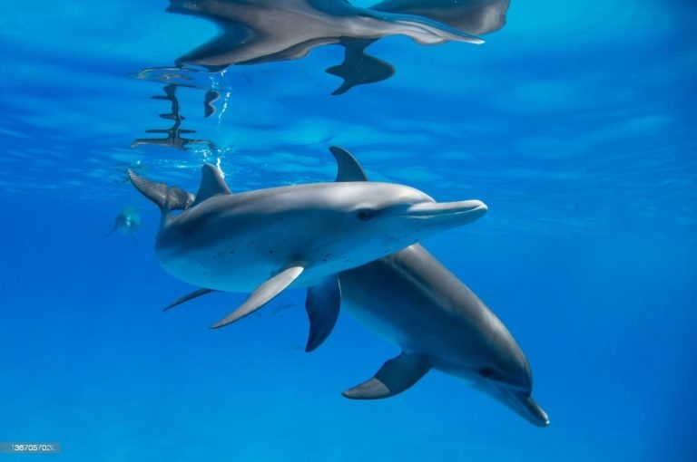 Most Intelligent Fish for Aquarium | List of 20 Best