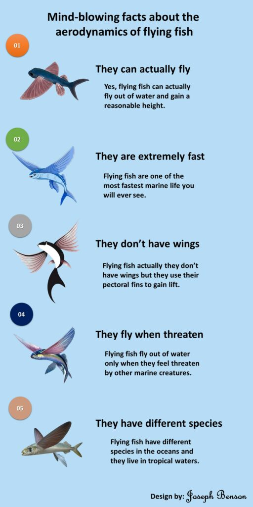 7 Mind-blowing Facts About The Aerodynamics Of Flying Fish | Flying ...