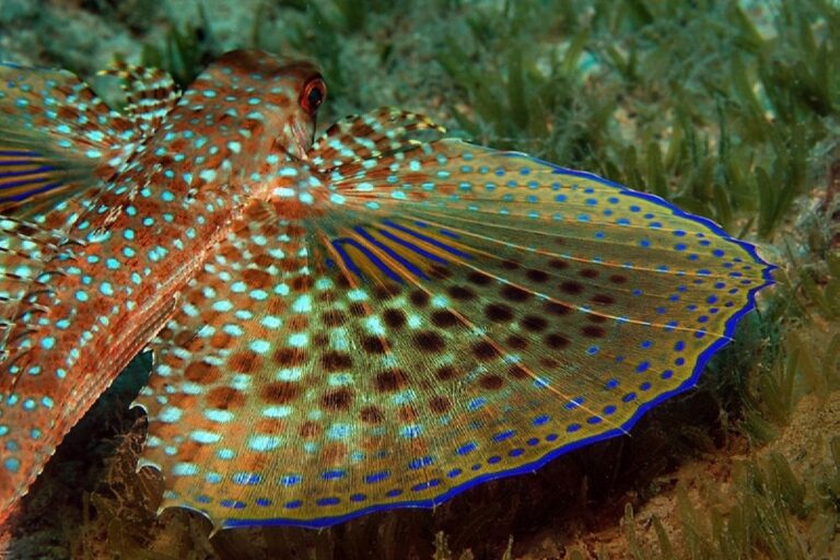 7 Mind-blowing Facts About The Aerodynamics Of Flying Fish | Flying ...