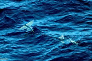 Blue Flying Fish | The Aerial Acrobats of the Ocean