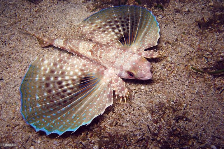 7 Mind-blowing Facts About The Aerodynamics Of Flying Fish | Flying ...