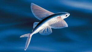 7 Mind-blowing Facts About The Aerodynamics Of Flying Fish | Flying ...