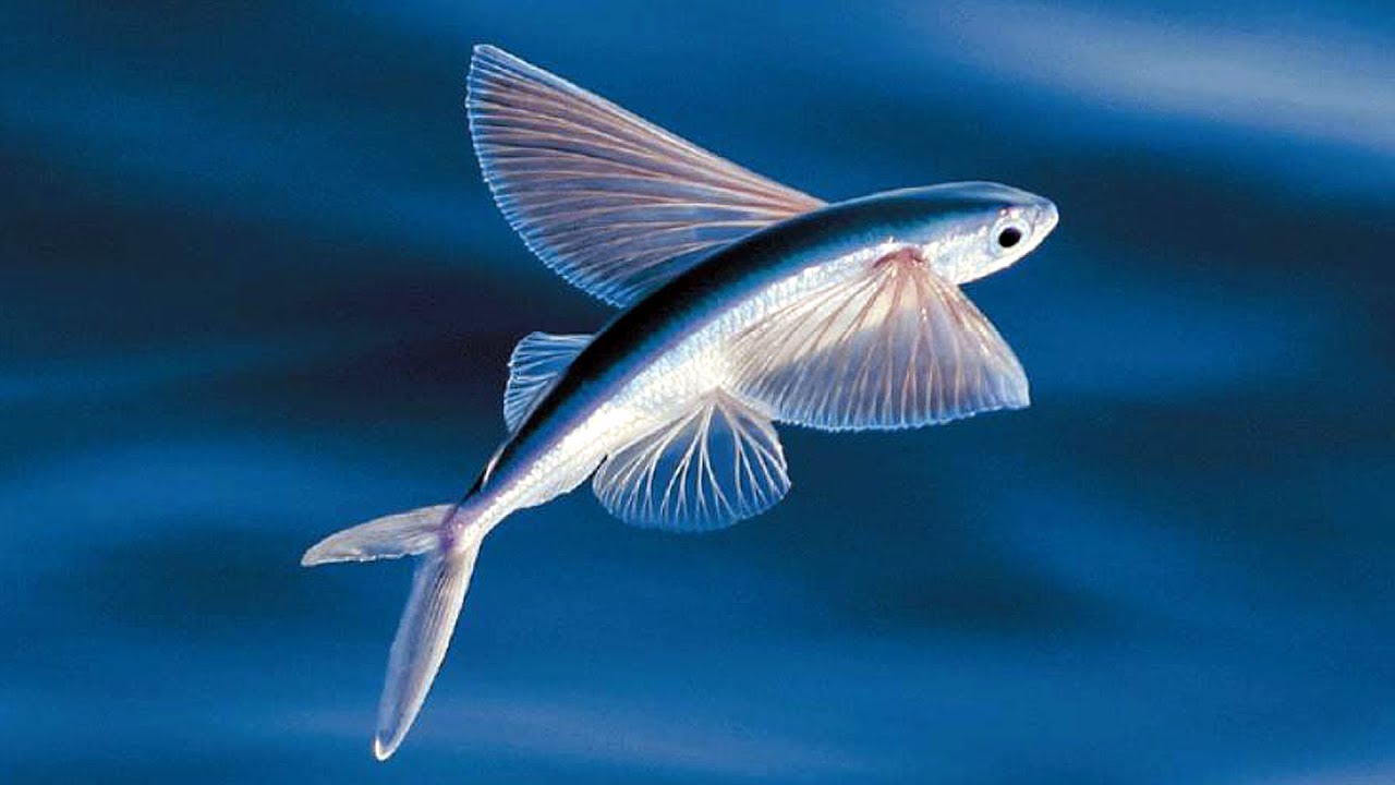 7 Mind-blowing Facts About The Aerodynamics Of Flying Fish | Flying ...