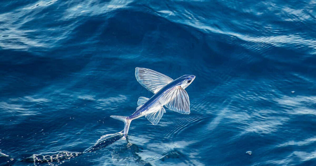 Types of Flying Fish | Discover the Fascinating Varieties