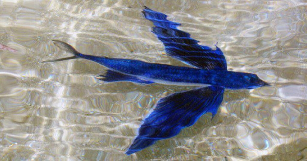 Blue Flying Fish | The Aerial Acrobats of the Ocean