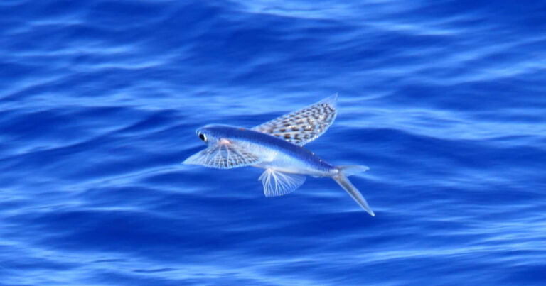 Blue Flying Fish | The Aerial Acrobats of the Ocean