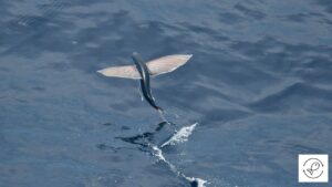Types of Flying Fish | Discover the Fascinating Varieties