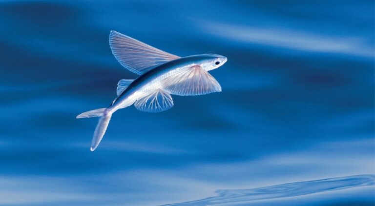 Atlantic Flyingfish | The Ocean’s Aerial Marvels