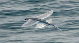 Atlantic Flyingfish | The Ocean’s Aerial Marvels