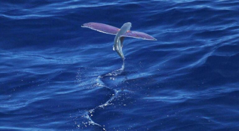 Atlantic Flyingfish | The Ocean’s Aerial Marvels