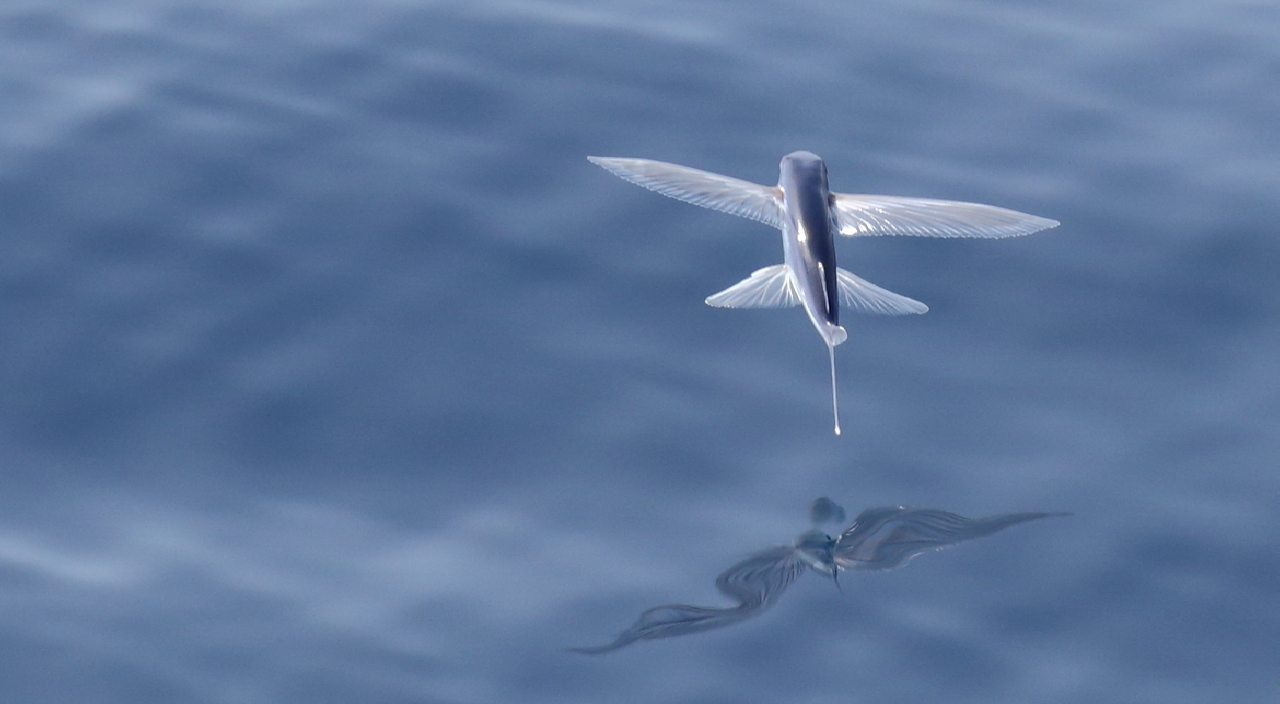 Atlantic Flyingfish | The Ocean’s Aerial Marvels