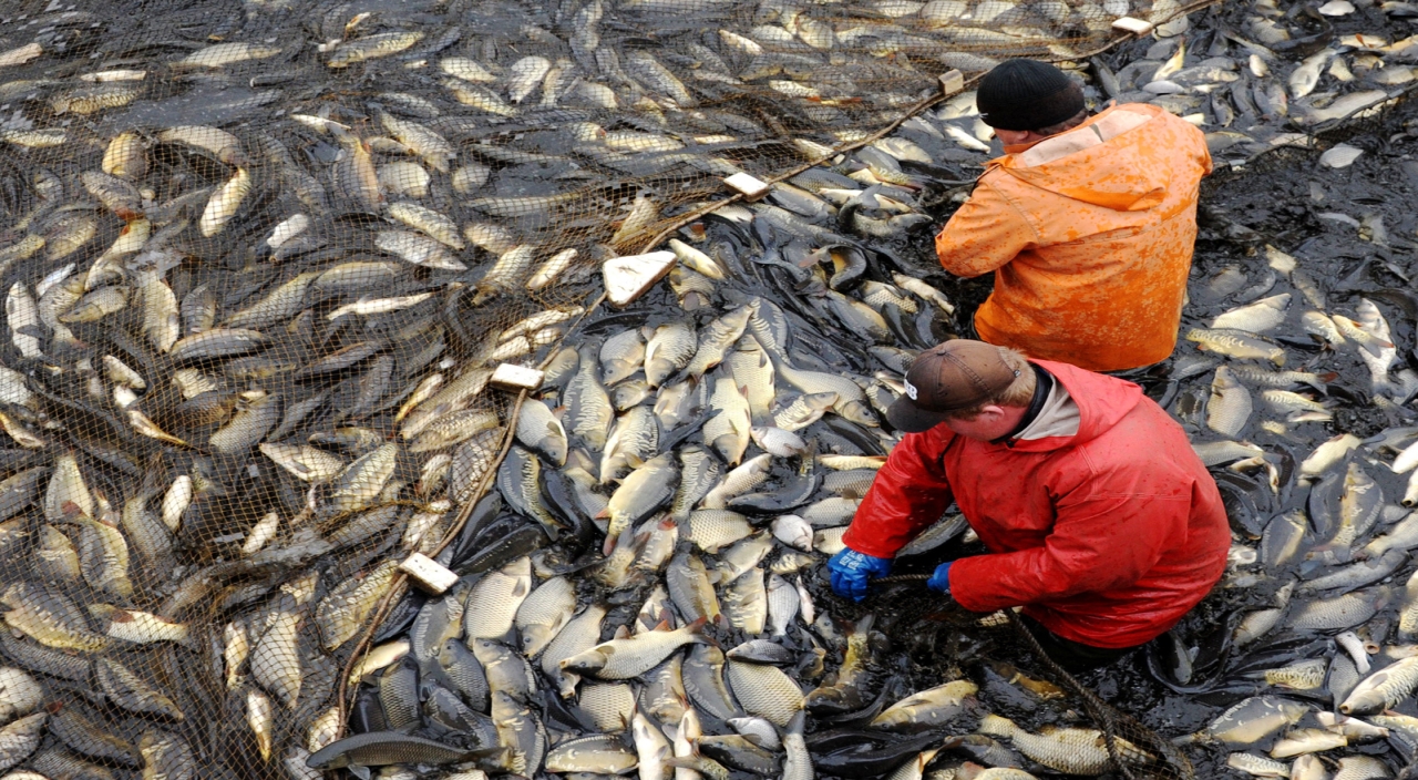 5 Compelling Reasons Why Fish Farming is Essential